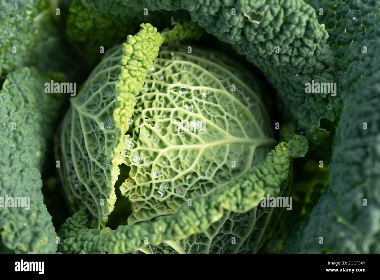 top View Of Green Savoy Cabbage In Sunlight with water dew drops ...