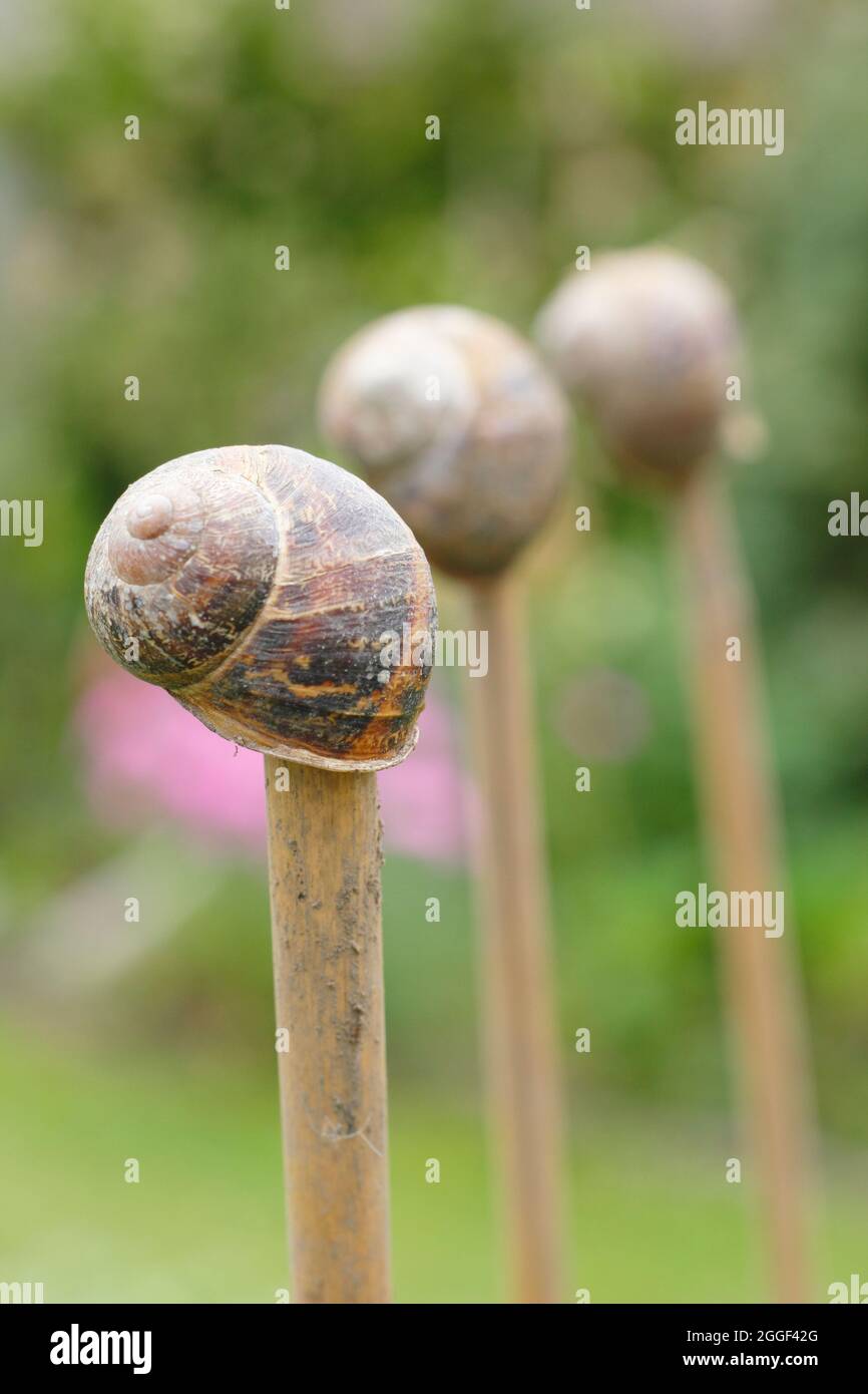 Cane topper. Empty snail shells top garden canes in a vegetable garden ...