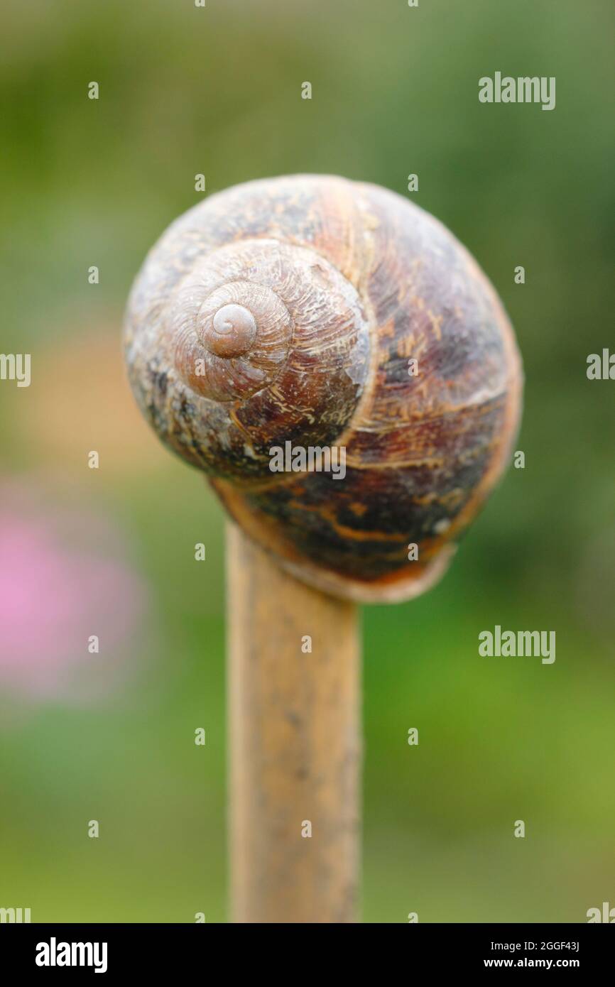 Cane topper. Empty snail shells top garden canes in a vegetable garden ...