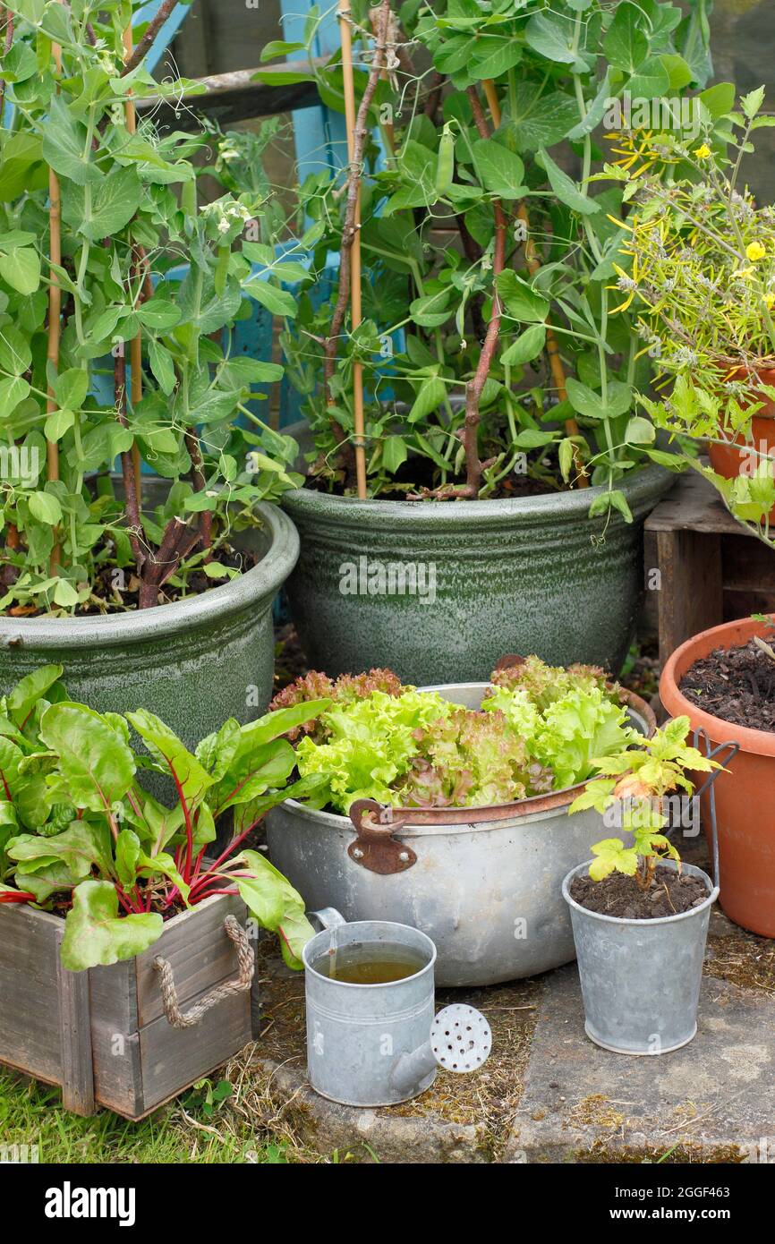 Crops pots june hi-res stock photography and images - Alamy