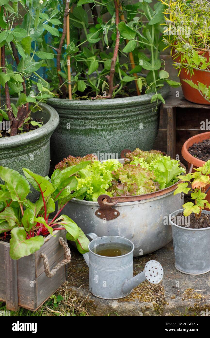 Vegetables growing in pots. Summer vegetable crops growing in ...