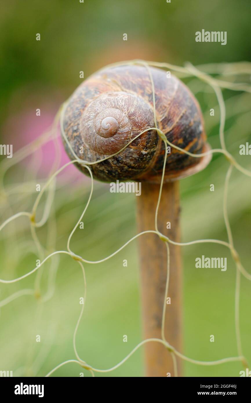 Cane topper. Empty snail shells top garden canes to help prevent injury ...