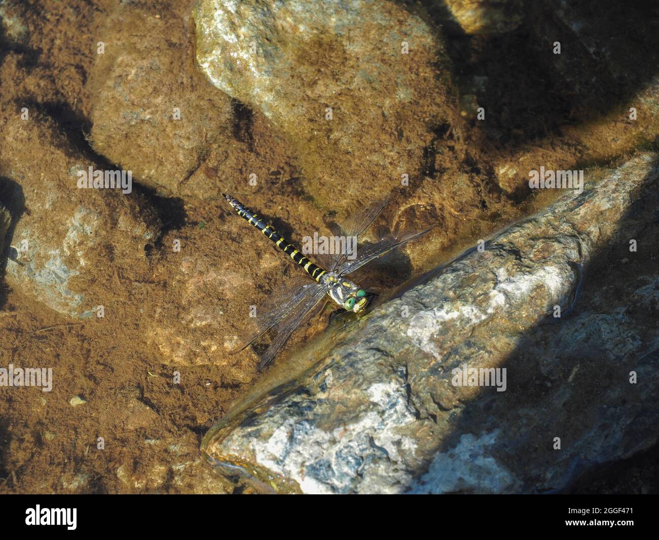 Dragonfly lifecycle hi-res stock photography and images - Alamy