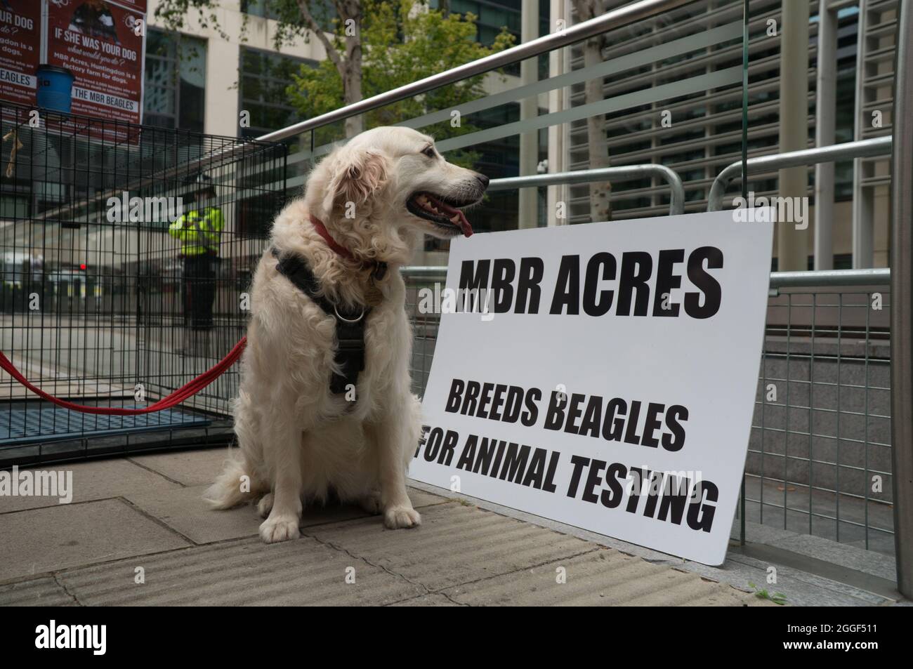 Are Dogs Used For Animal Testing In The Uk
