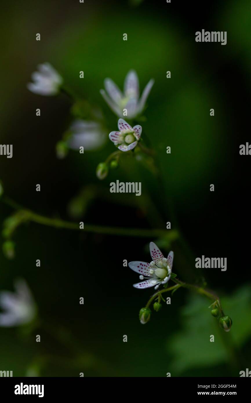 Bronchialis hi-res stock photography and images - Alamy