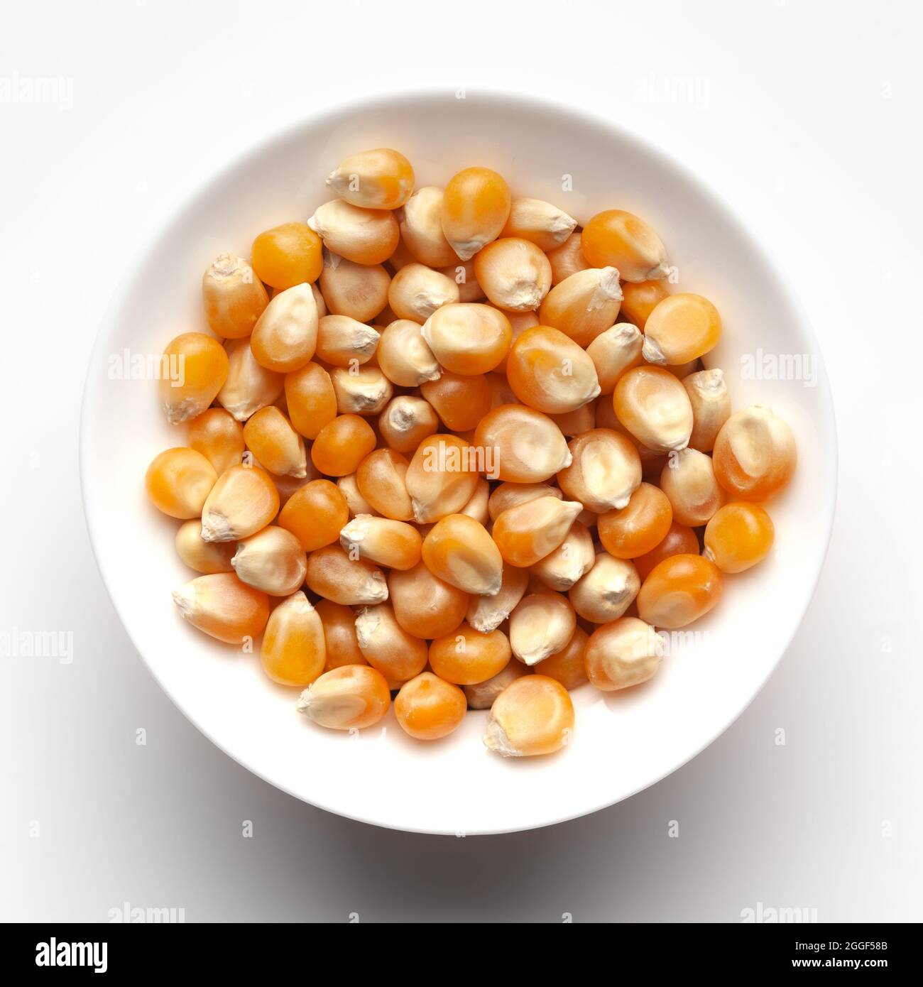 Macro Close up organic yellow corn seed or maize (Zea mays) inside a ...