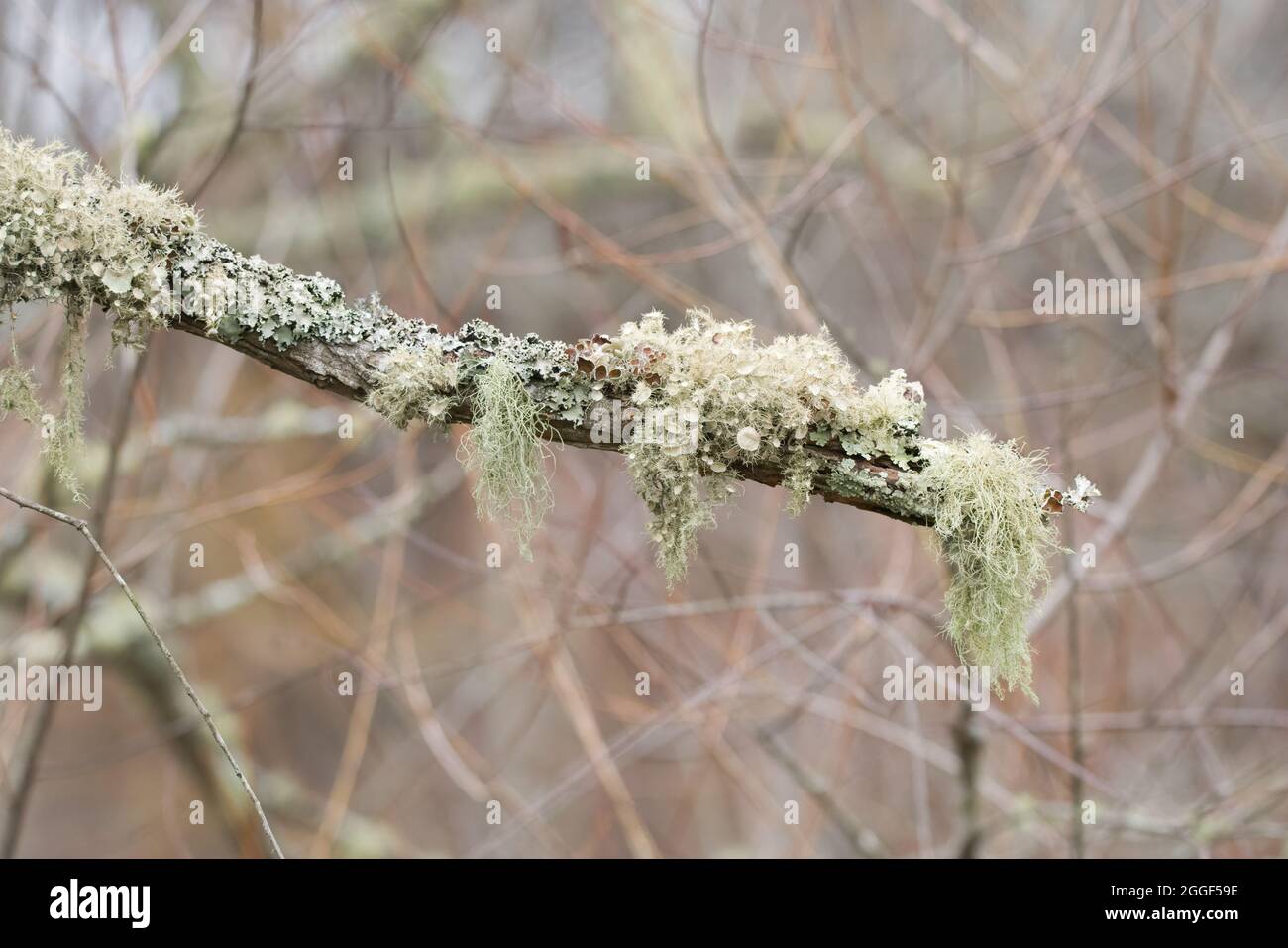 Variety of lichens stringy and hanging on top of some fungi growing on ...