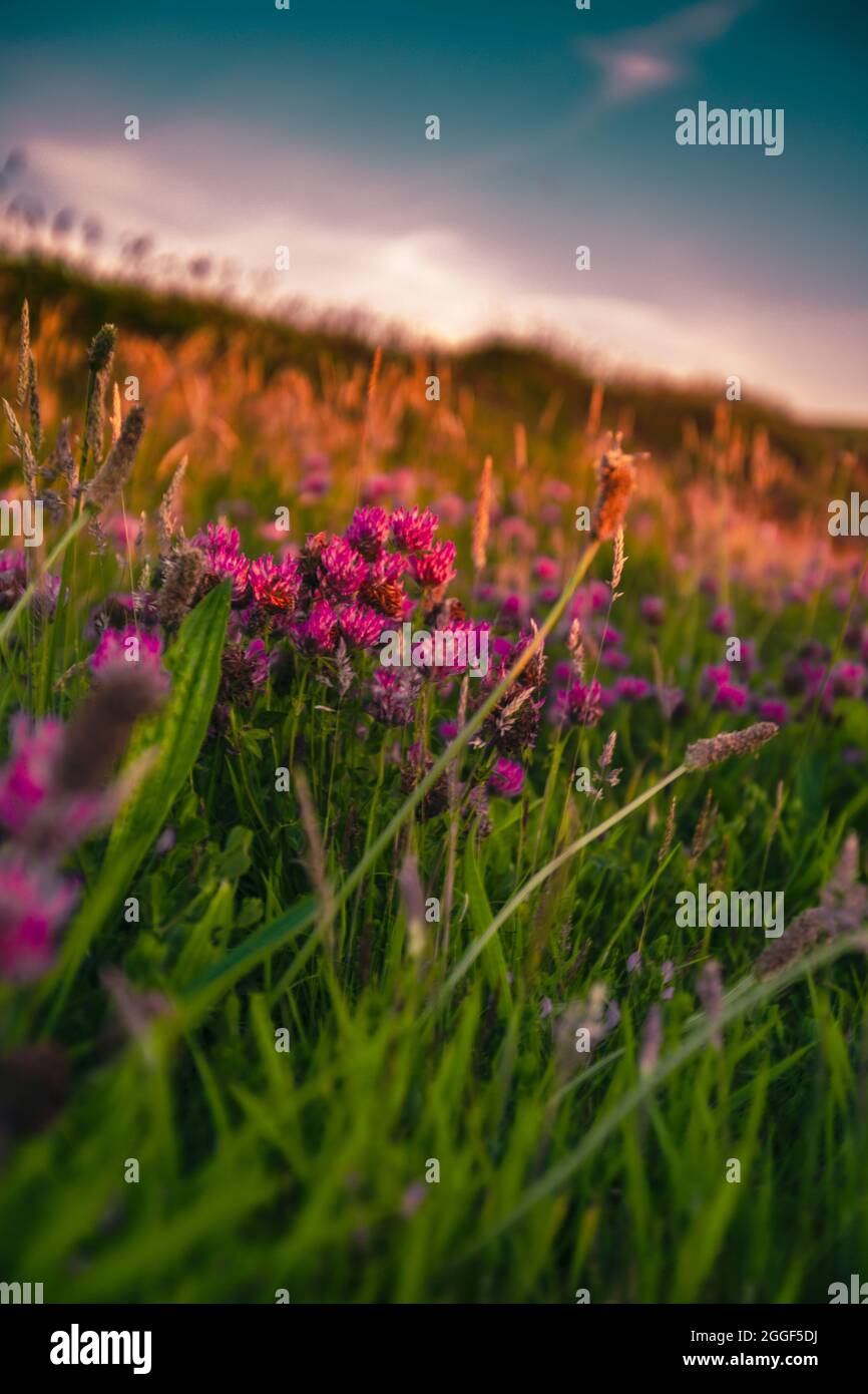 Beautiful field of wildflowers on the sunset Stock Photo - Alamy