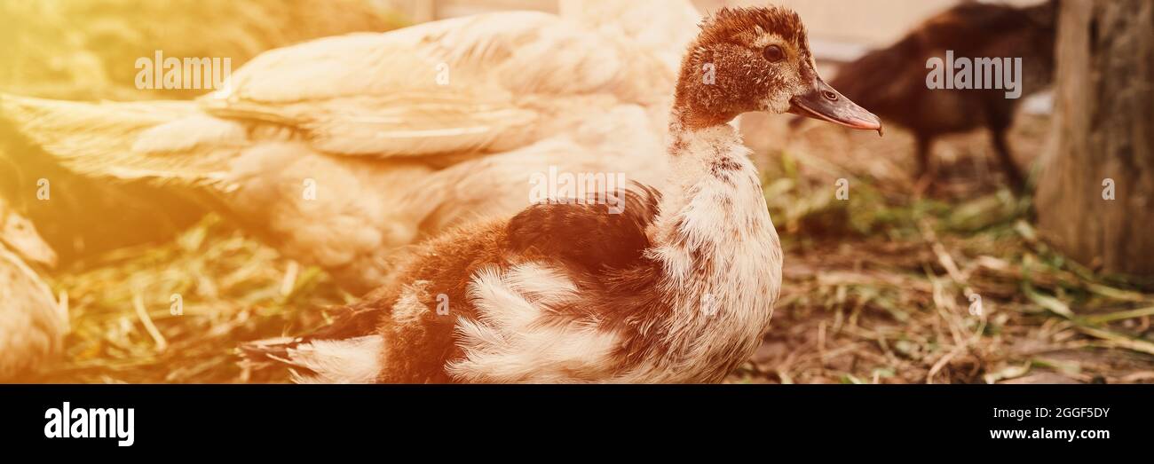 musk or indo ducks on a farm in a chicken coop. breeding of poultry in ...