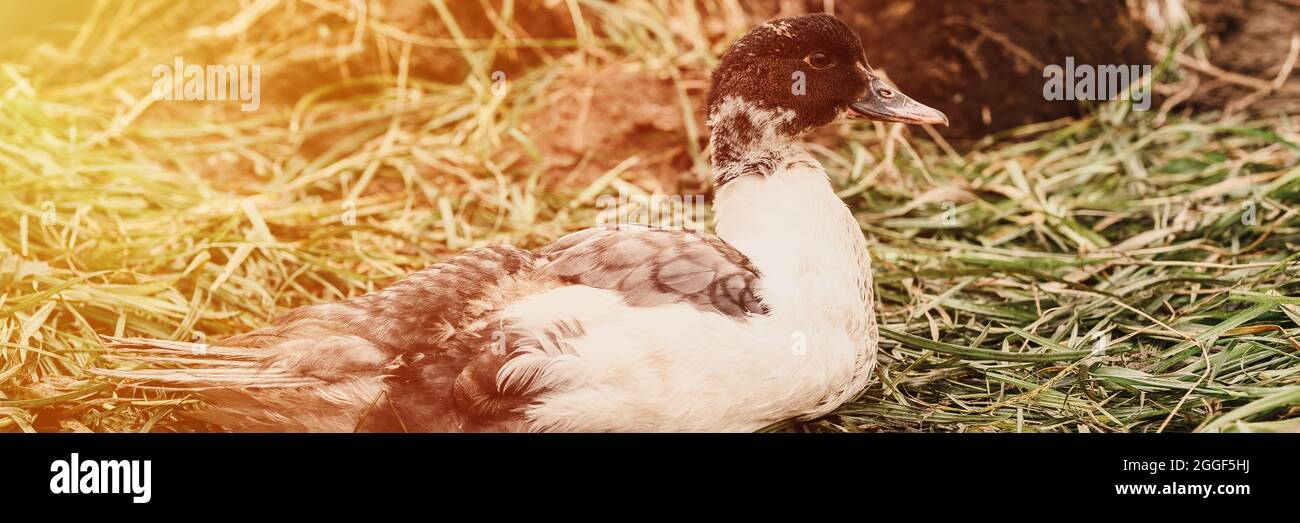 musk or indo duck on a farm in a chicken coop. breeding of poultry in ...
