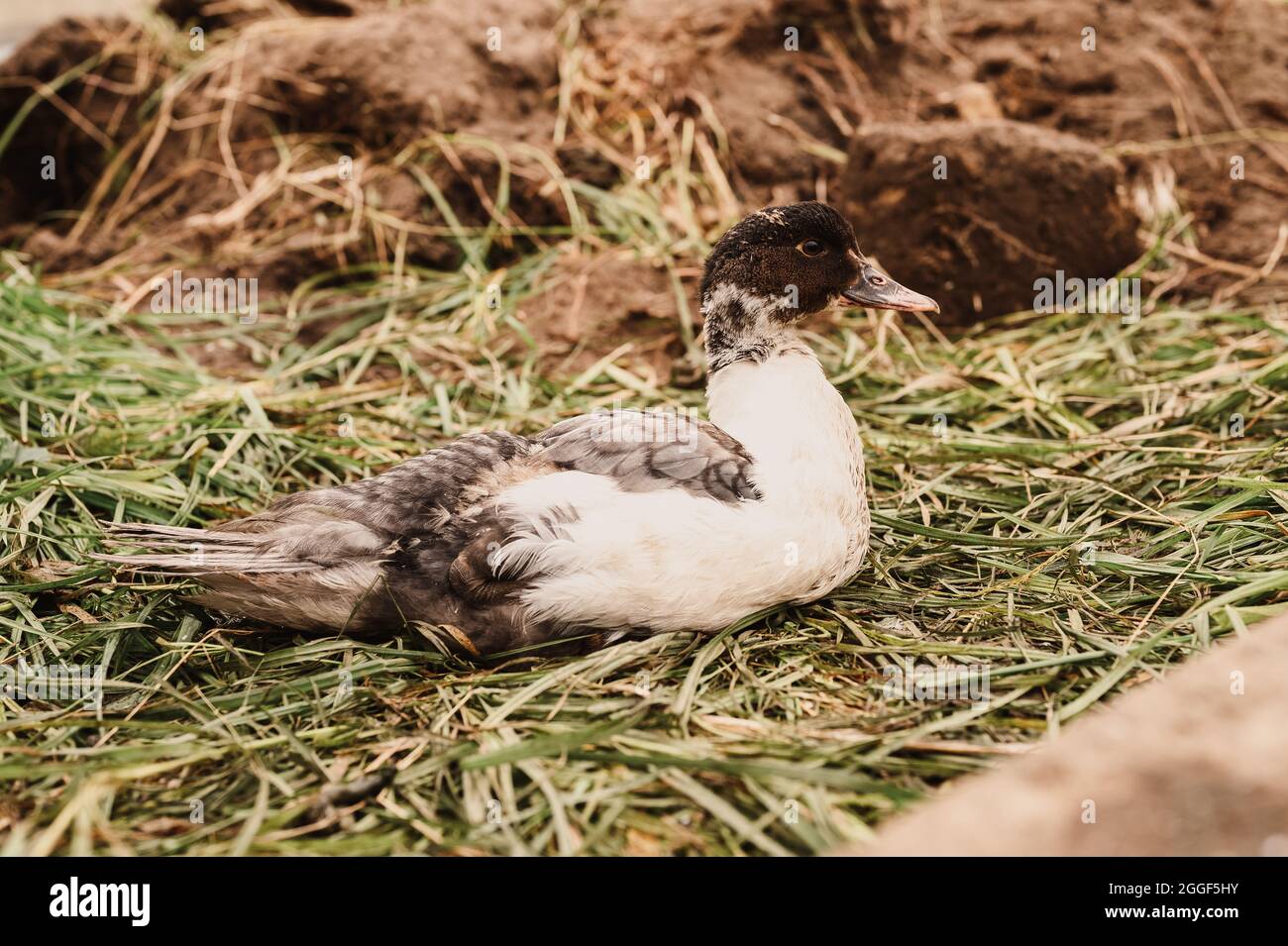 musk or indo duck on a farm in a chicken coop. breeding of poultry in ...
