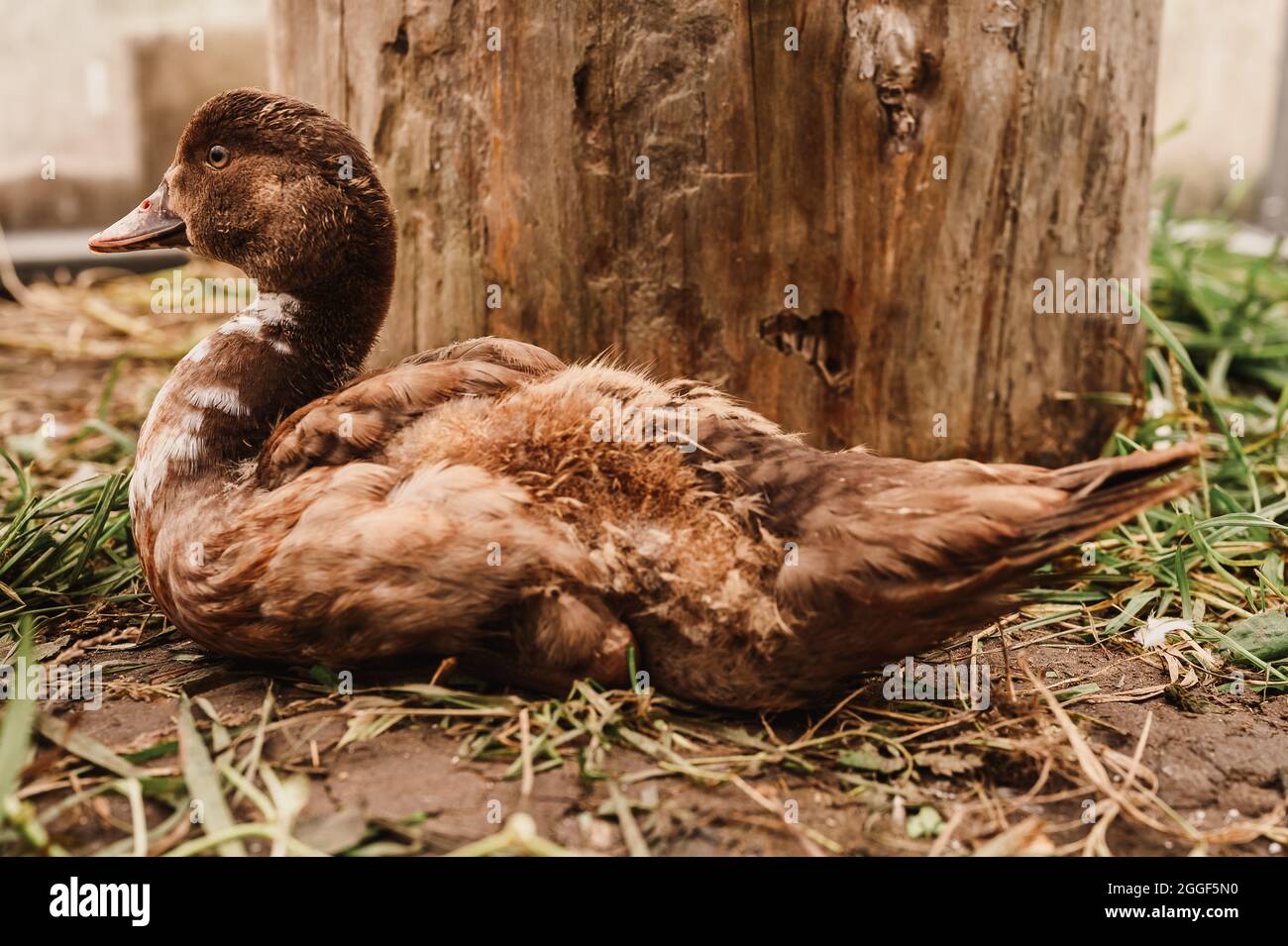 musk or indo duck on a farm in a chicken coop. breeding of poultry in ...