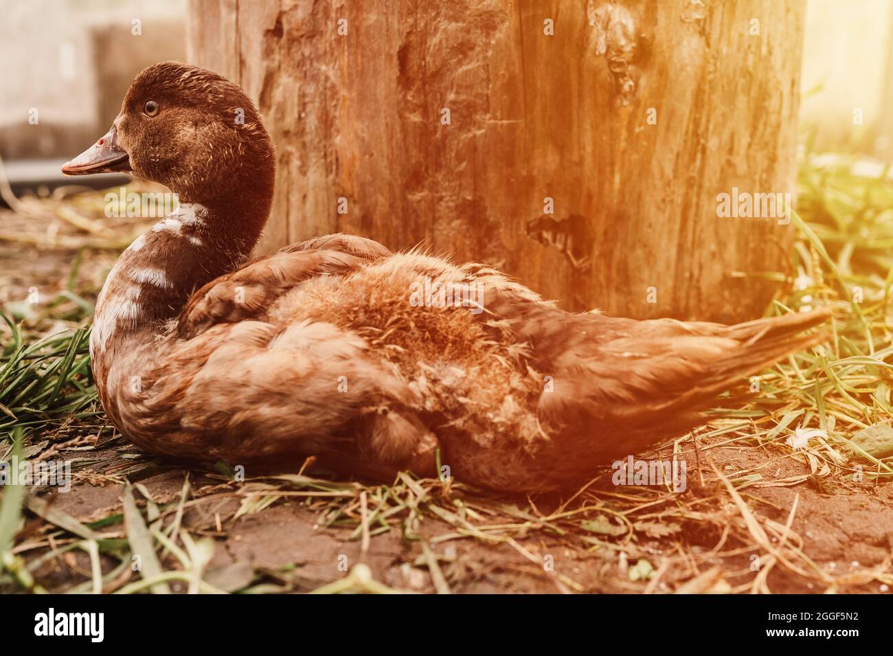 musk or indo duck on a farm in a chicken coop. breeding of poultry in ...