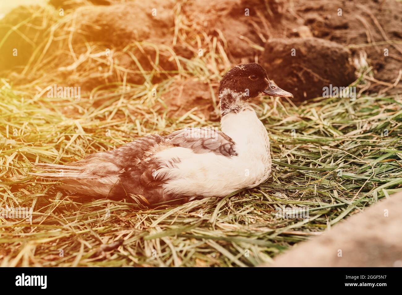 Indo ducks hi-res stock photography and images - Alamy