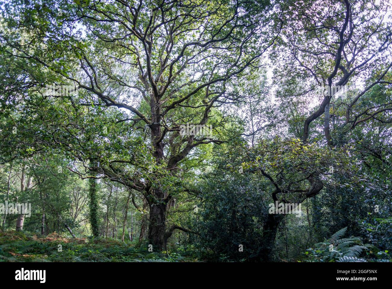 Epsom common, a Nature reserve in Surrey near Epsom, England, UK Stock ...