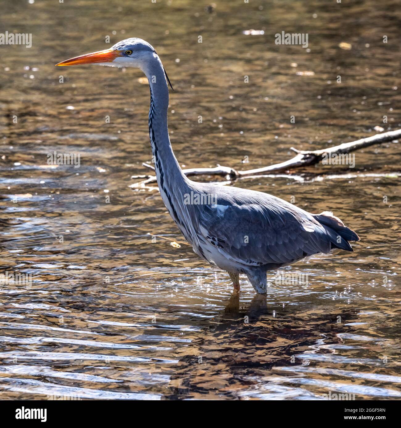 Grey heron, Ardea cinerea, a massive gray bird wading through a flat ...