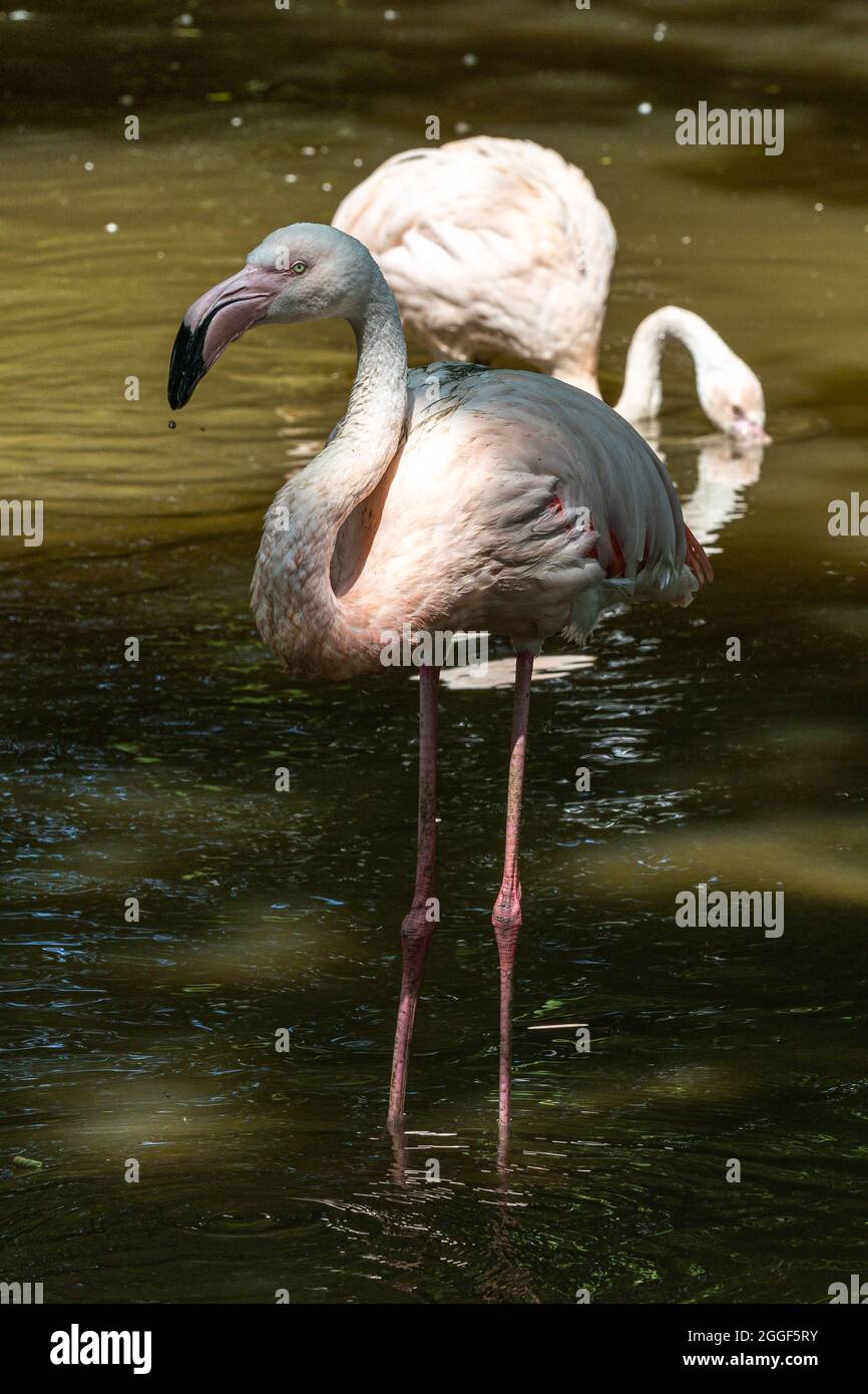 The American flamingo, Phoenicopterus ruber is a large species of ...