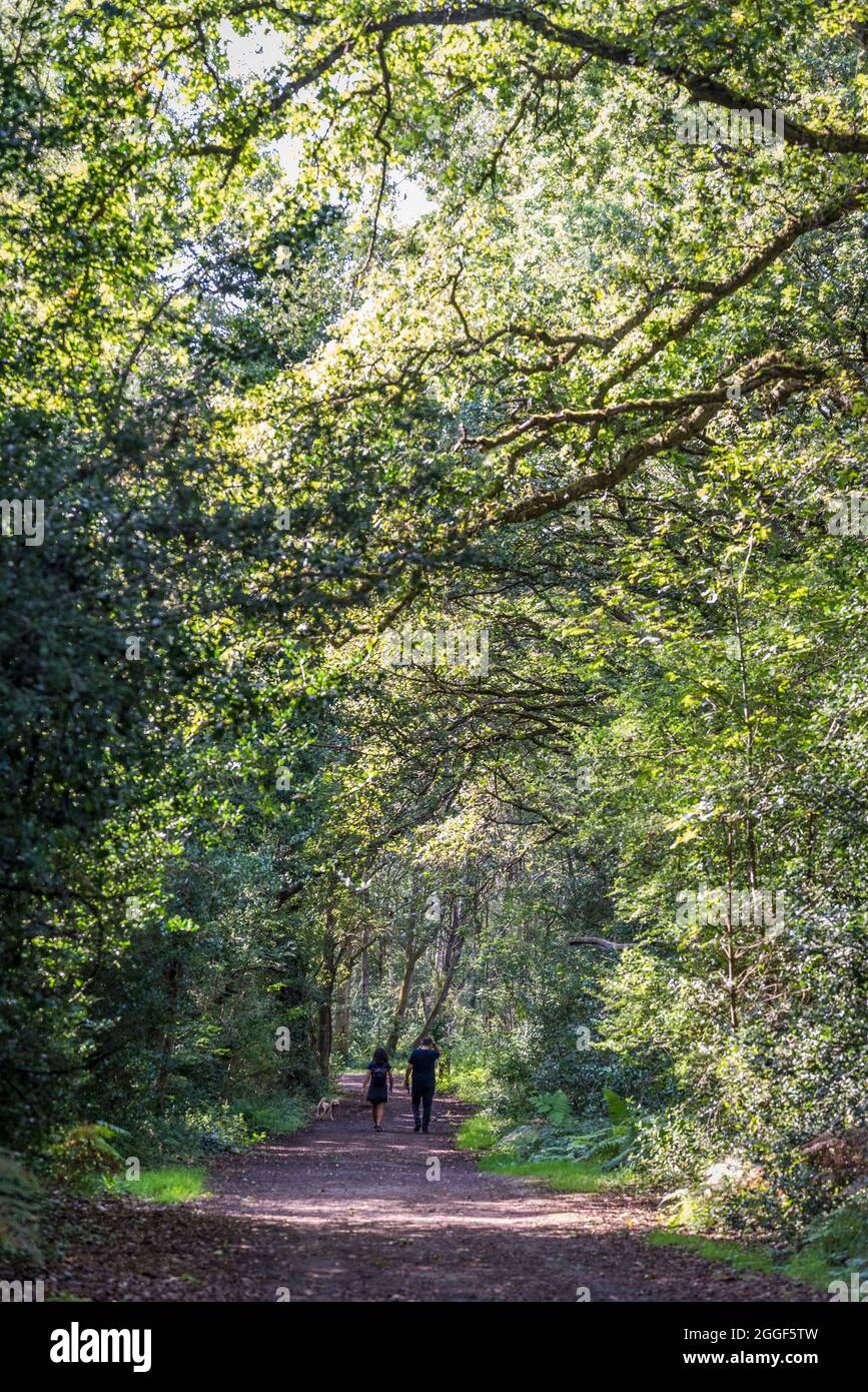 People walking in Epsom common, a Nature reserve in Surrey near Epsom ...