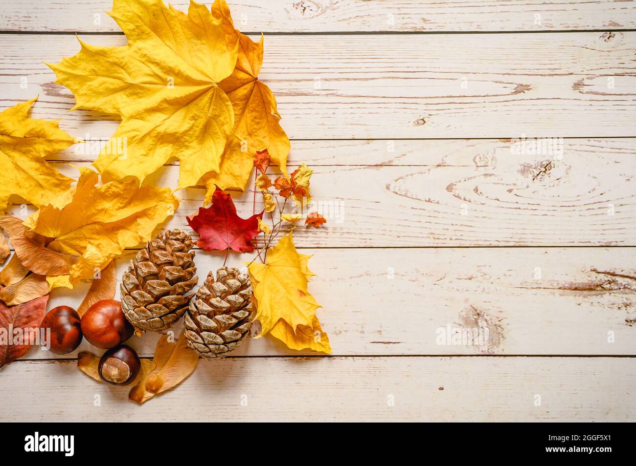 a set of fall materials for children's creativity and crafts on a ...