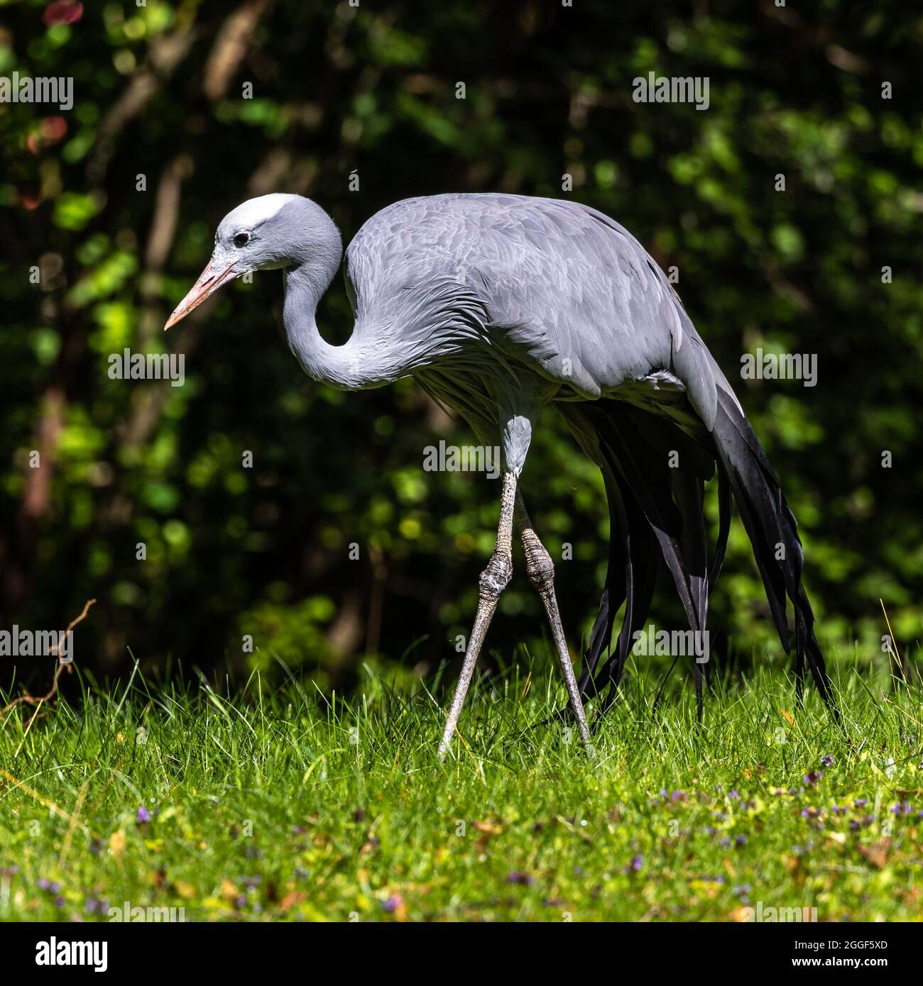 The Blue Crane, Grus paradisea, is an endangered bird specie endemic to ...