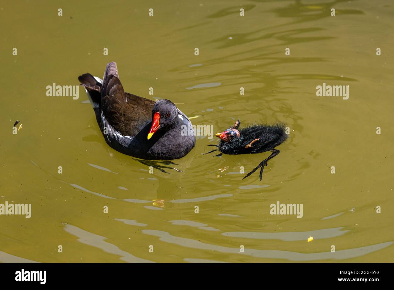 The common moorhen Gallinula chloropus also known as the waterhen, the ...