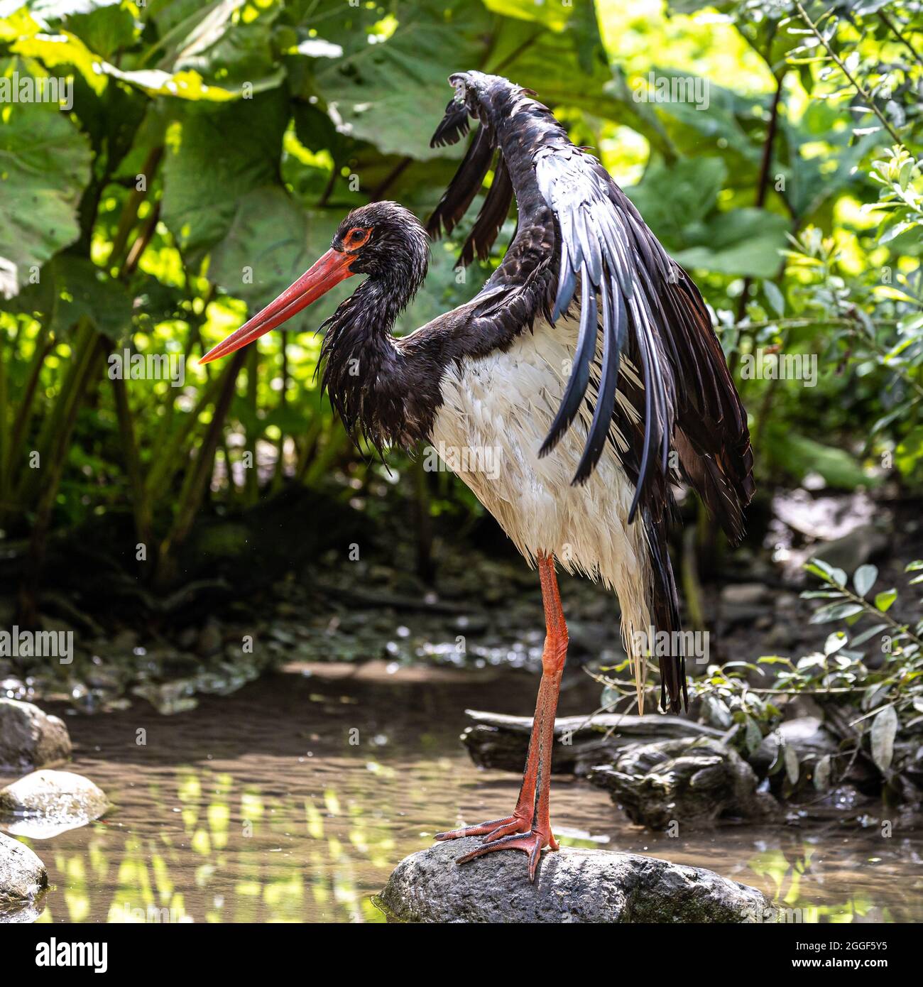 The Black stork, Ciconia nigra is a large bird in the stork family ...