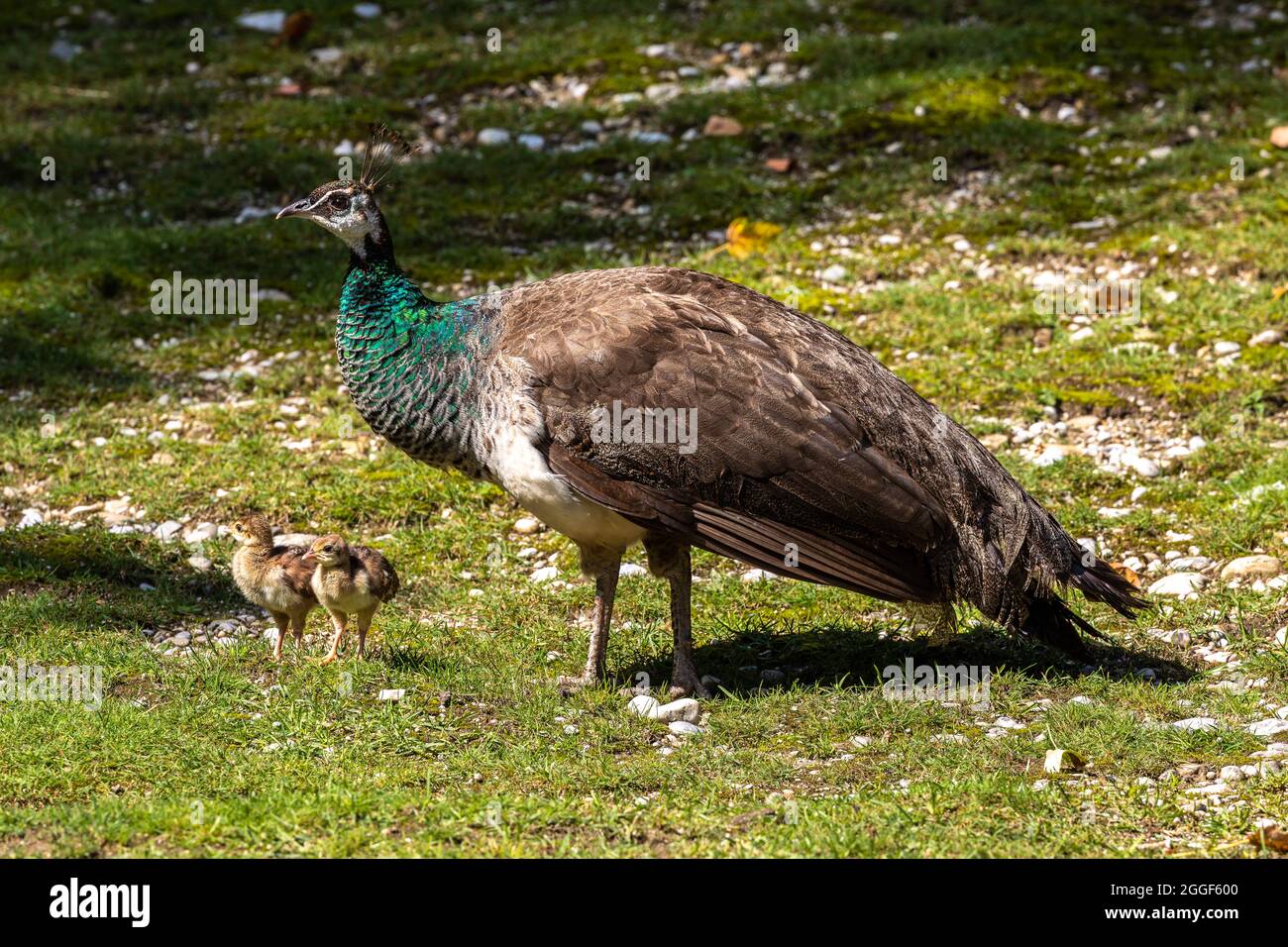 Indian peafowl baby hi-res stock photography and images - Alamy