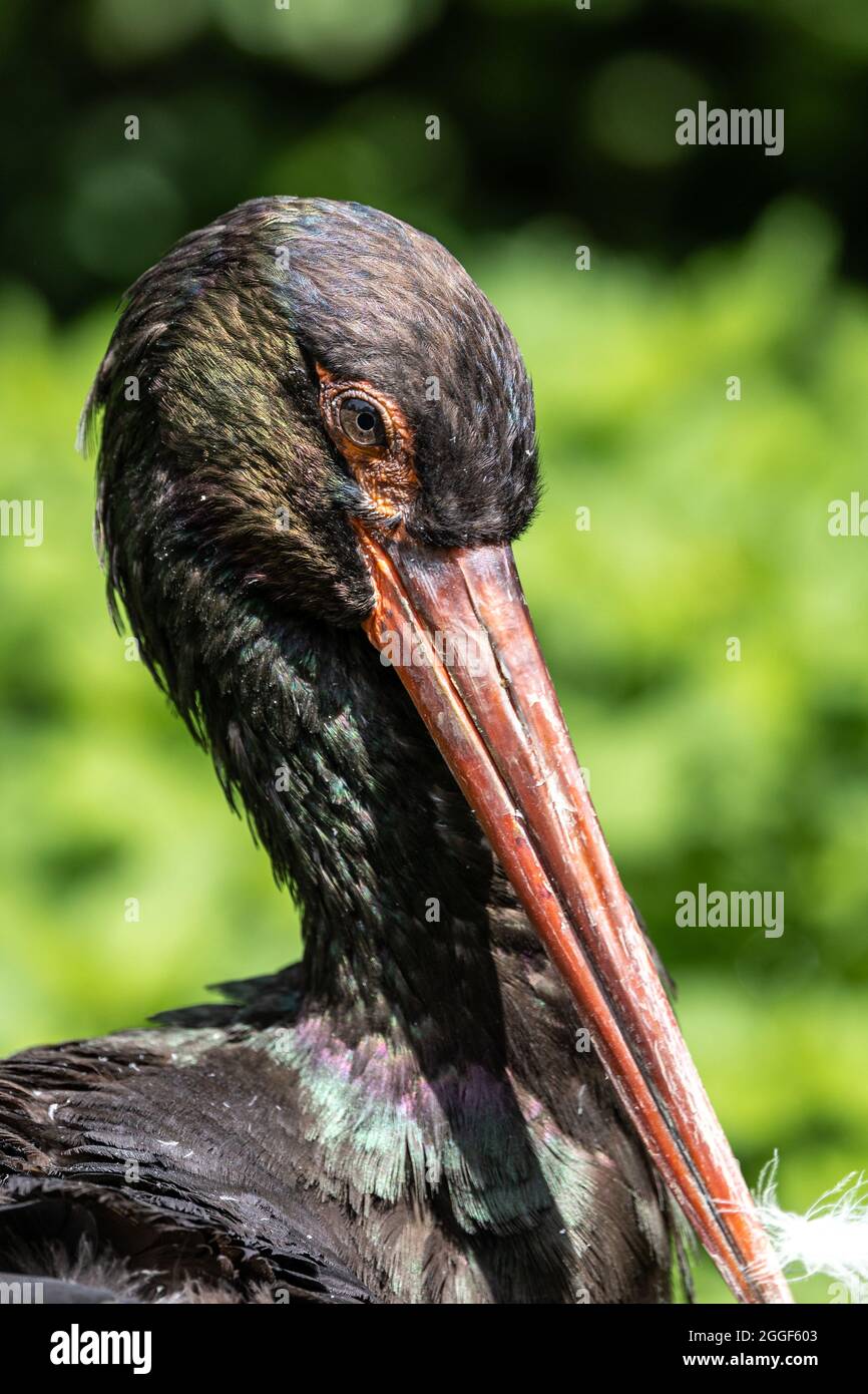 The Black stork, Ciconia nigra is a large bird in the stork family ...