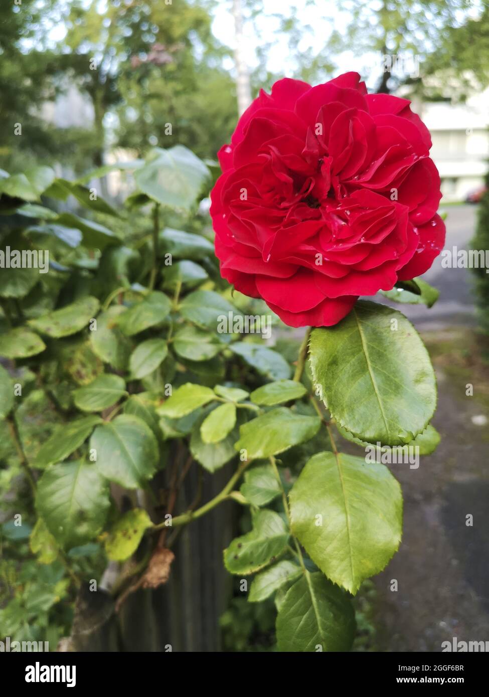 Vertical shot of a beautiful single red rose in the garden Stock Photo ...