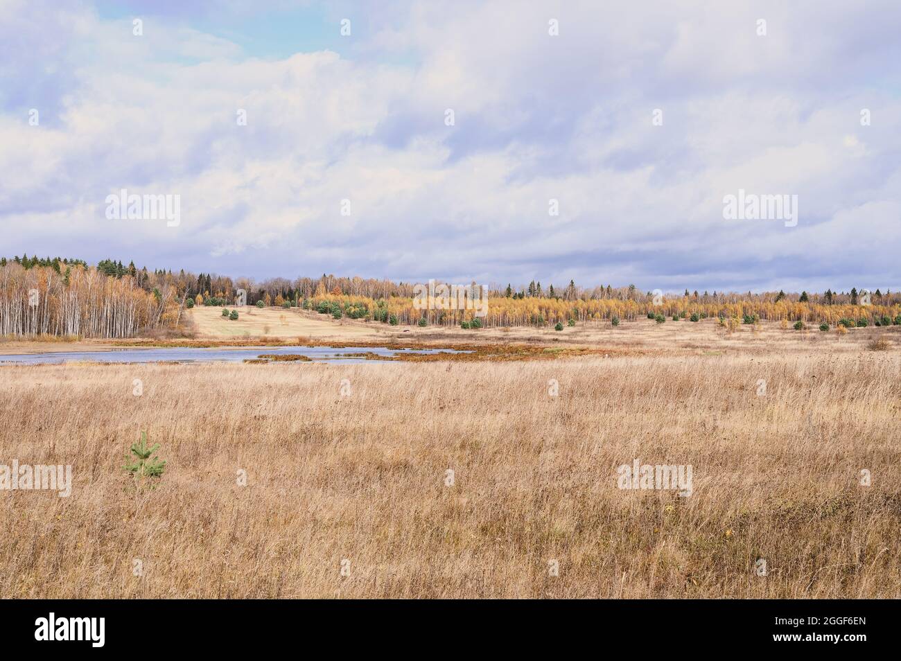 autumn plain landscape. fall low sky with clouds, trees with yellow ...