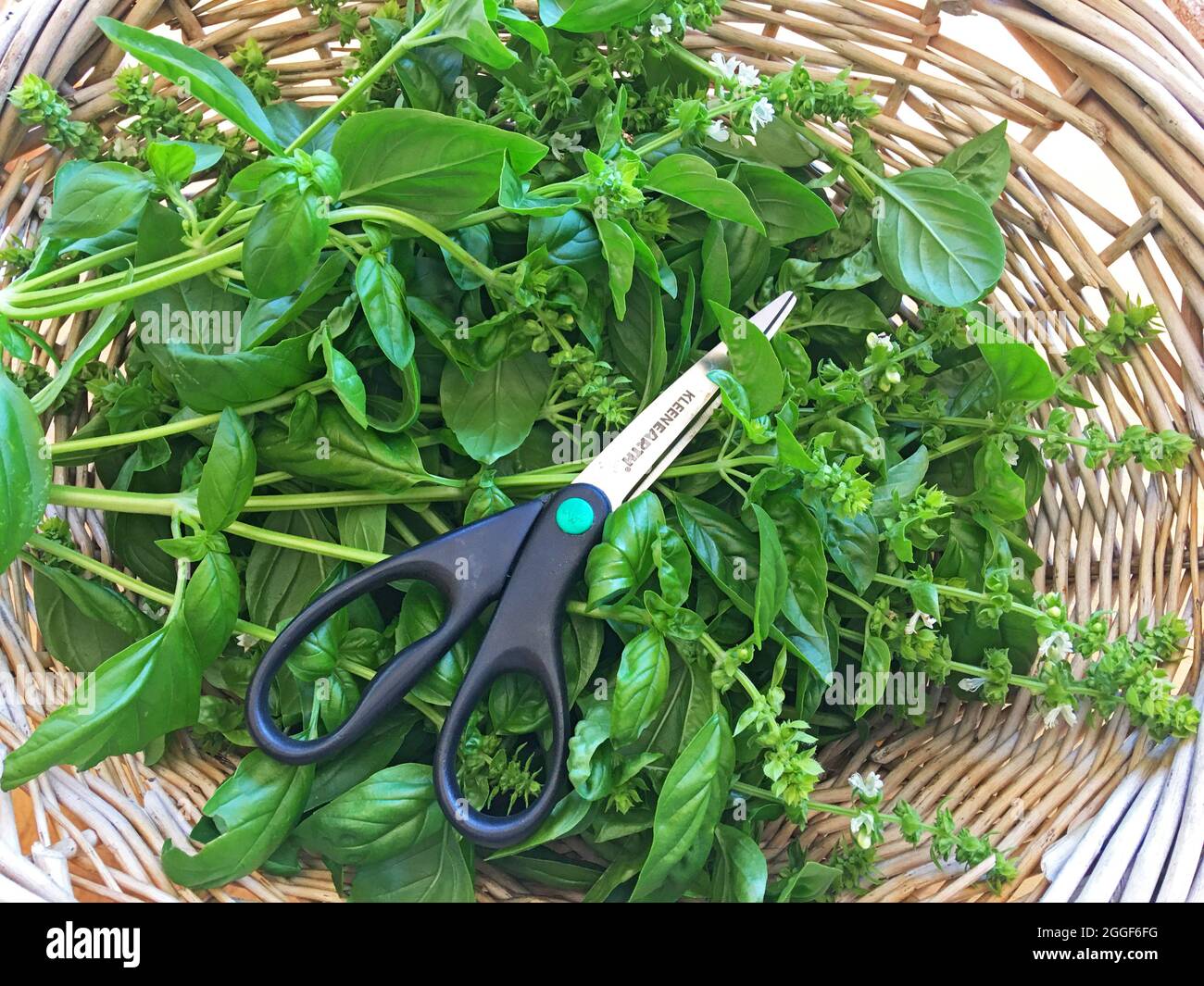 Plant growth cycle hi-res stock photography and images - Alamy