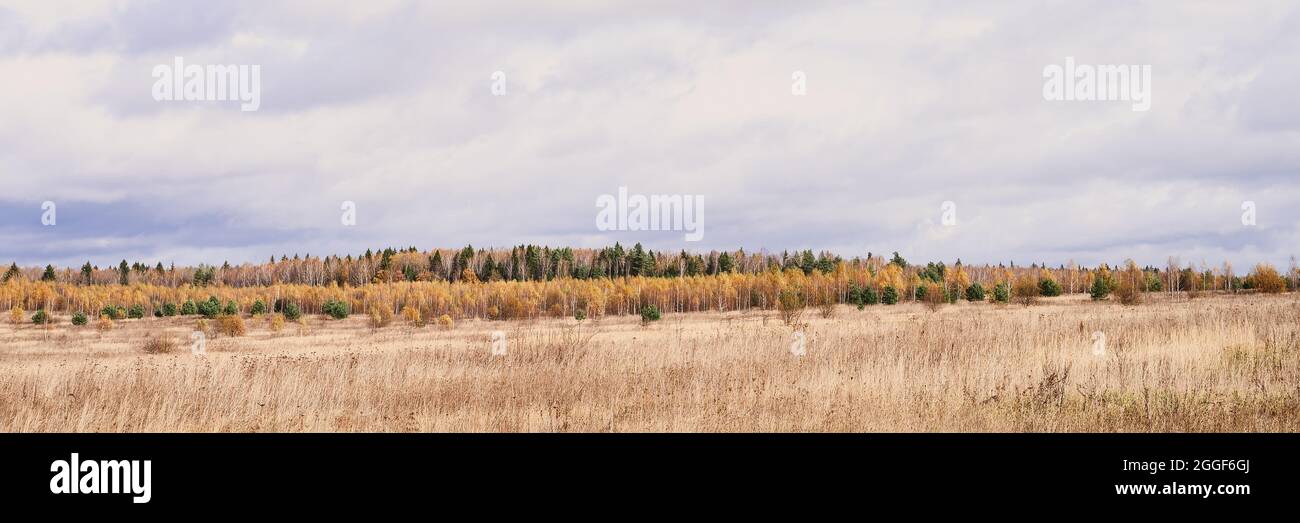 autumn plain landscape. fall low sky with clouds, trees with yellow ...