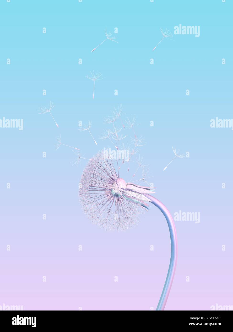 pink blue dandelion particles fly up. 3d rendering Stock Photo - Alamy