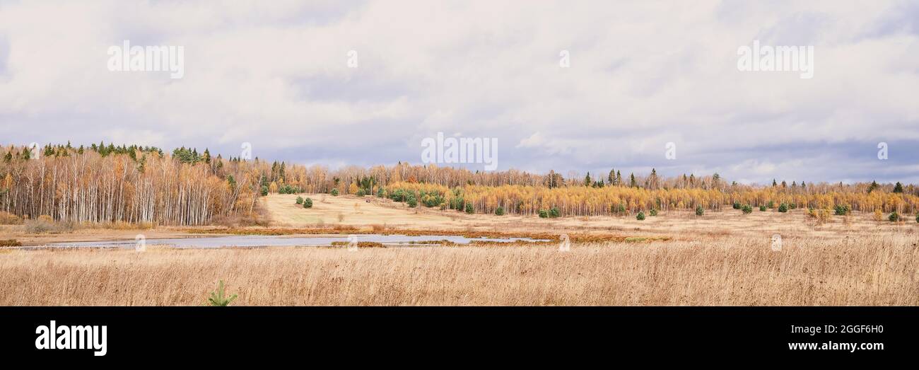 autumn plain landscape. fall low sky with clouds, trees with yellow ...