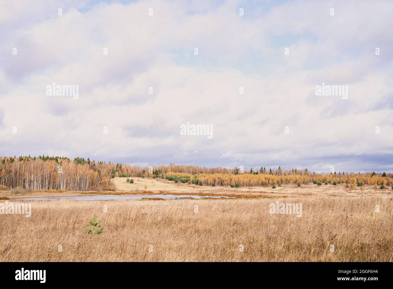 autumn plain landscape. fall low sky with clouds, trees with yellow ...