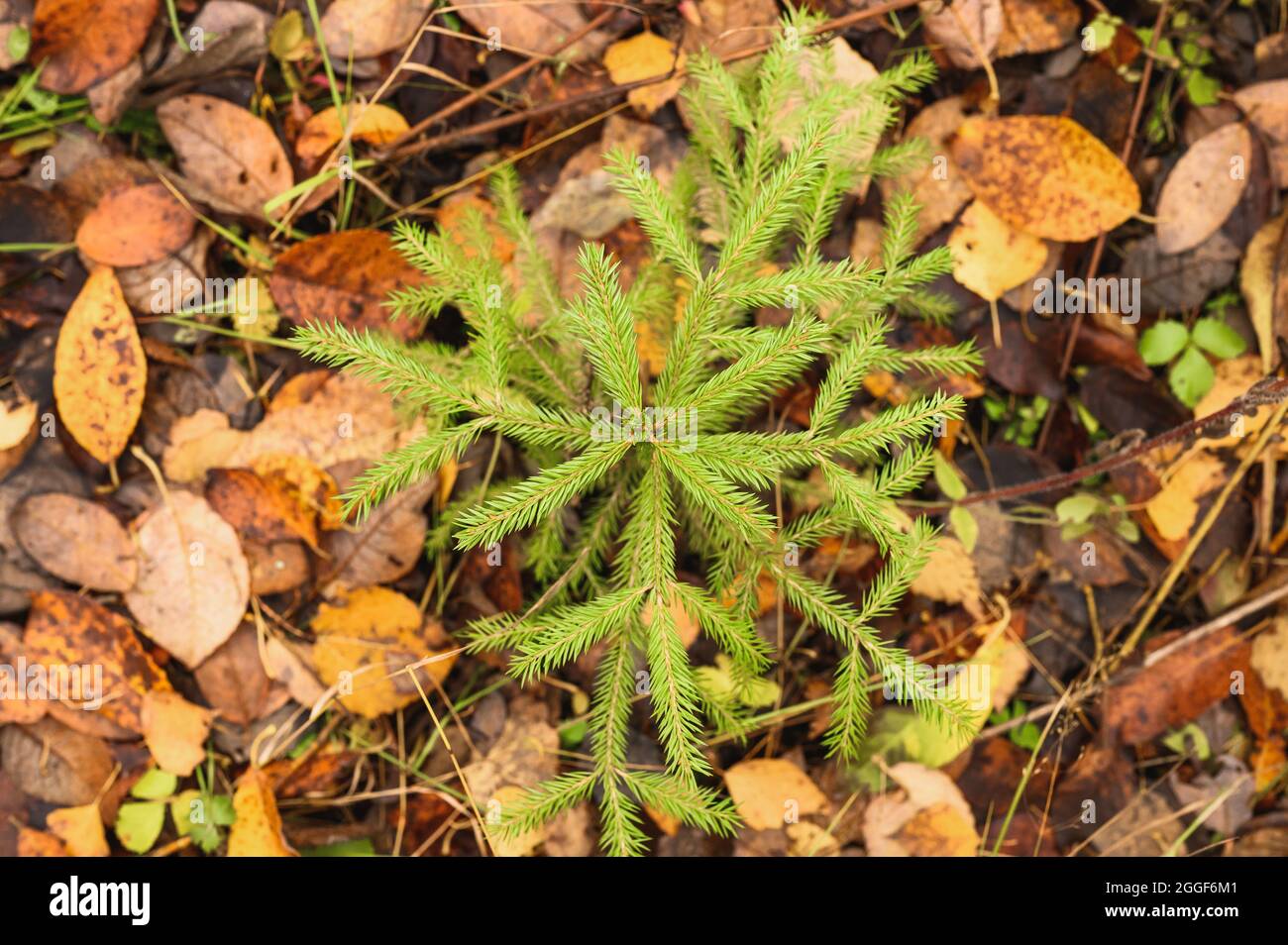 Single fall tree among evergreen hi-res stock photography and images ...