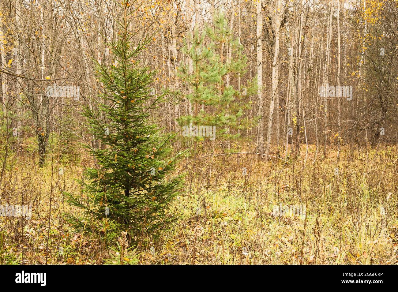 autumn forest landscape, mixed deciduous and coniferous forest ...