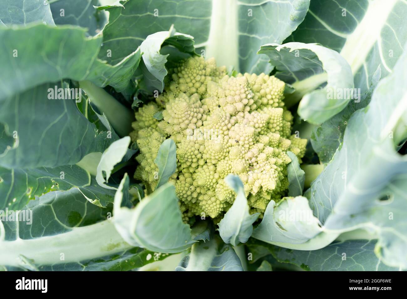 Romanesco broccoli a variety of cauliflower mixture - beautiful ...