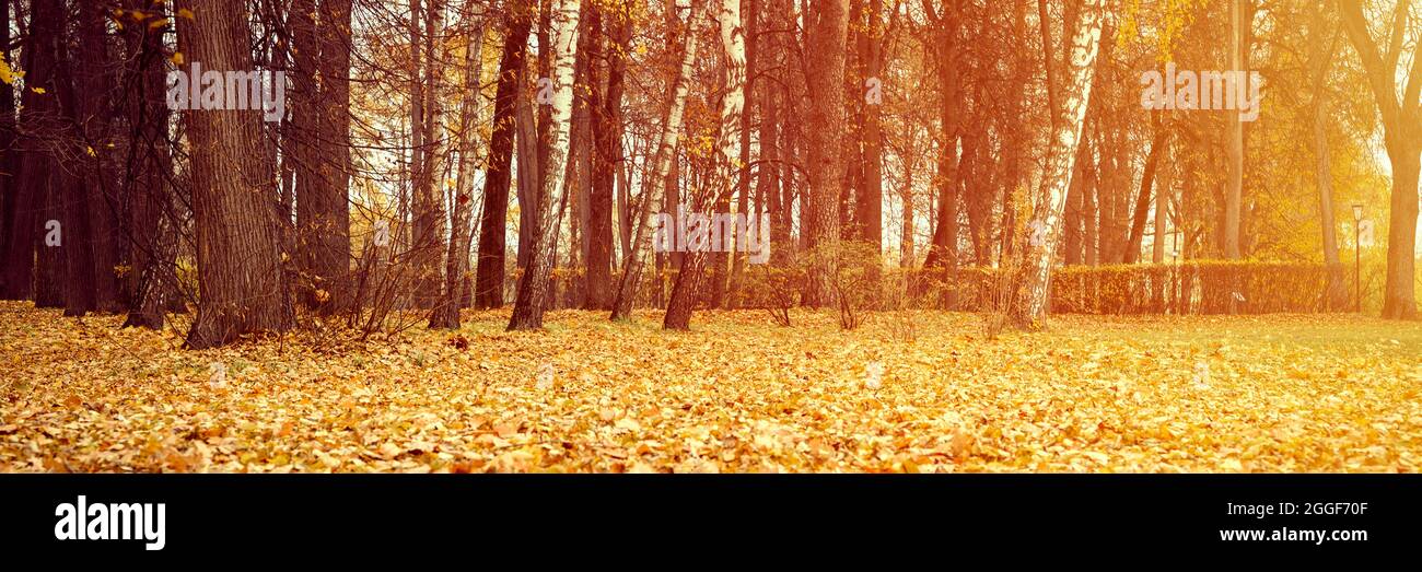 autumn city park or forest, fall trees and fallen yellow orange foliage ...
