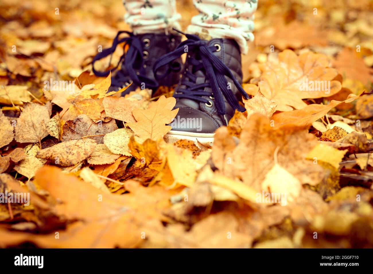 children's feet in shoes in a pile of autumn fallen orange leaves in an ...