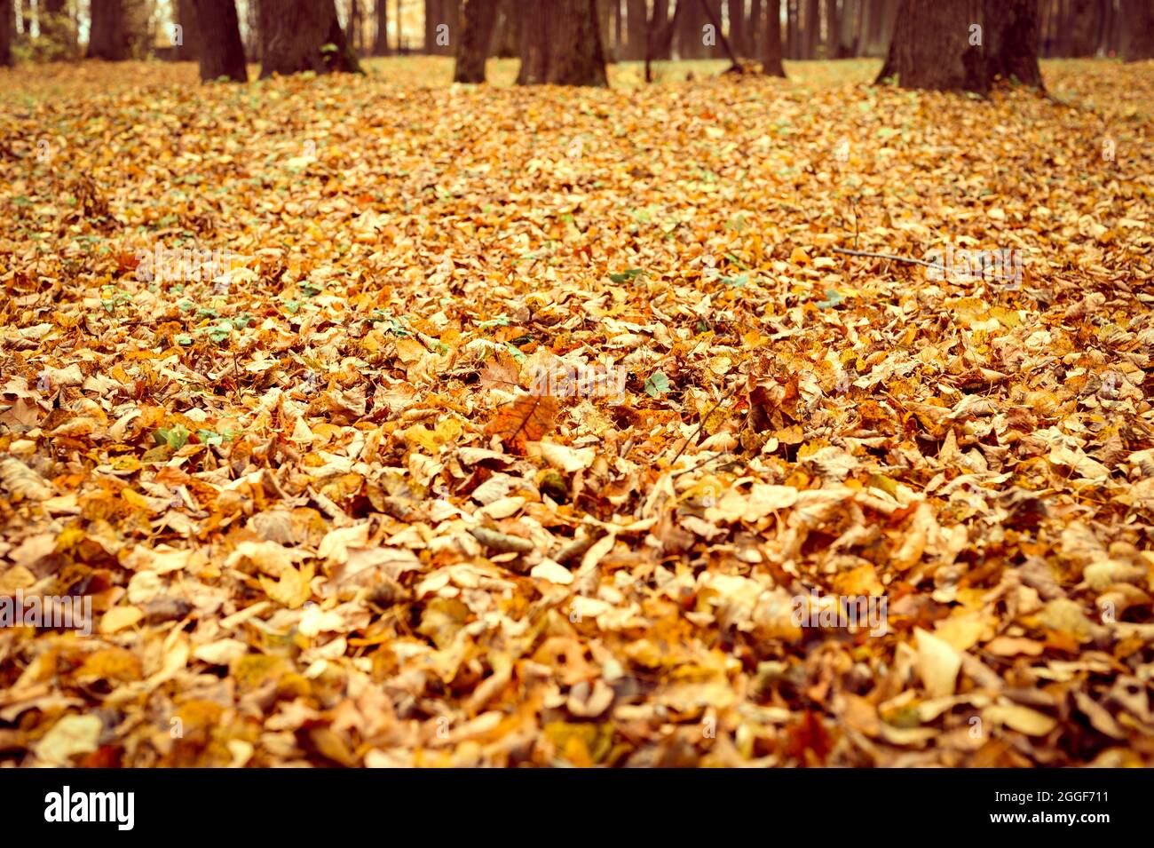 autumn city park or forest, fall trees and fallen yellow orange foliage ...