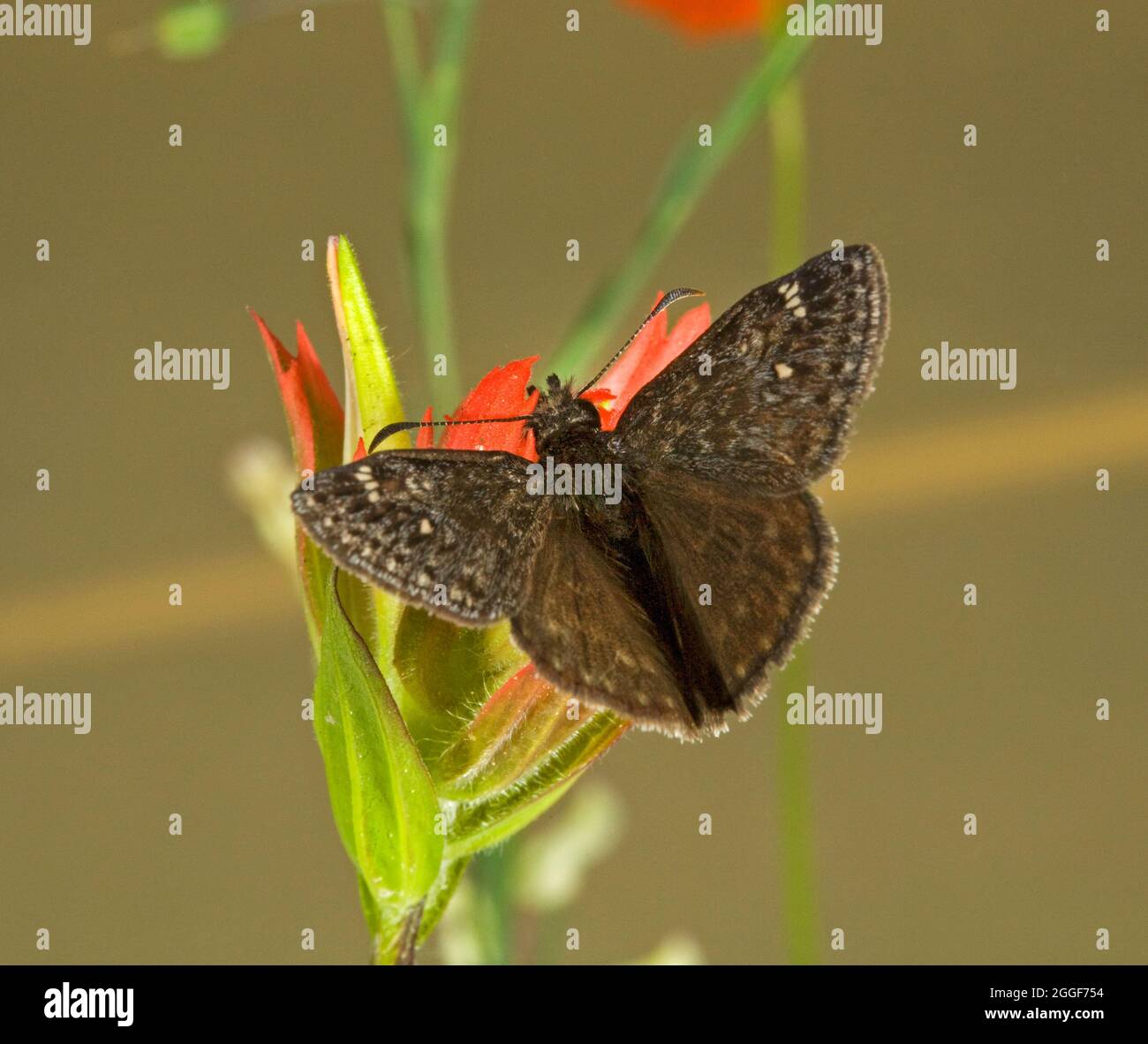Portrait of a Pacuvius Duskywing moth, Erynnis pacuvius, in central ...