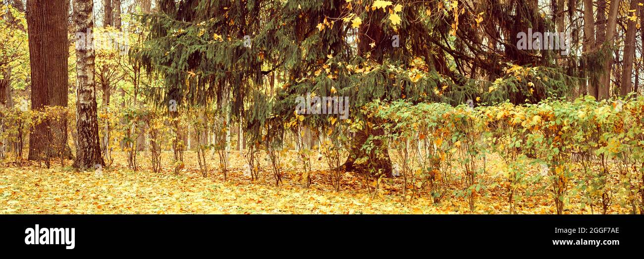 autumn city park or forest, fall trees and fallen yellow orange foliage ...