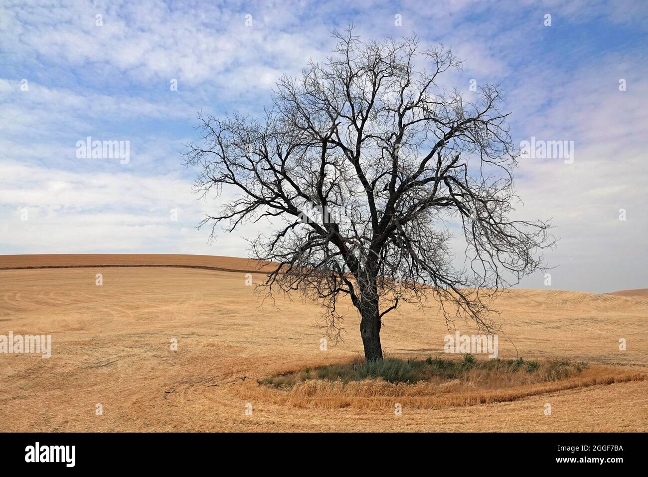 A dead tree in a wheat field, in the farm country of northern Idaho ...