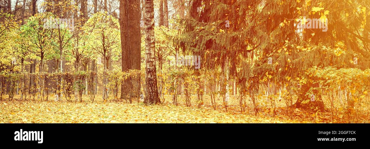 autumn city park or forest, fall trees and fallen yellow orange foliage ...