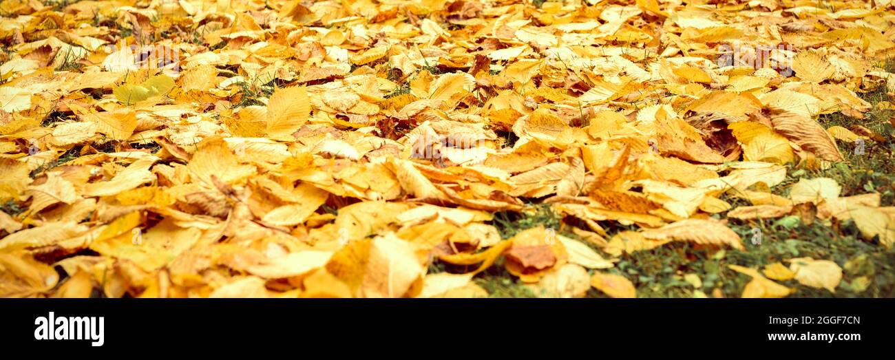 autumn fallen leaves of a elm tree on the ground on the green grass ...