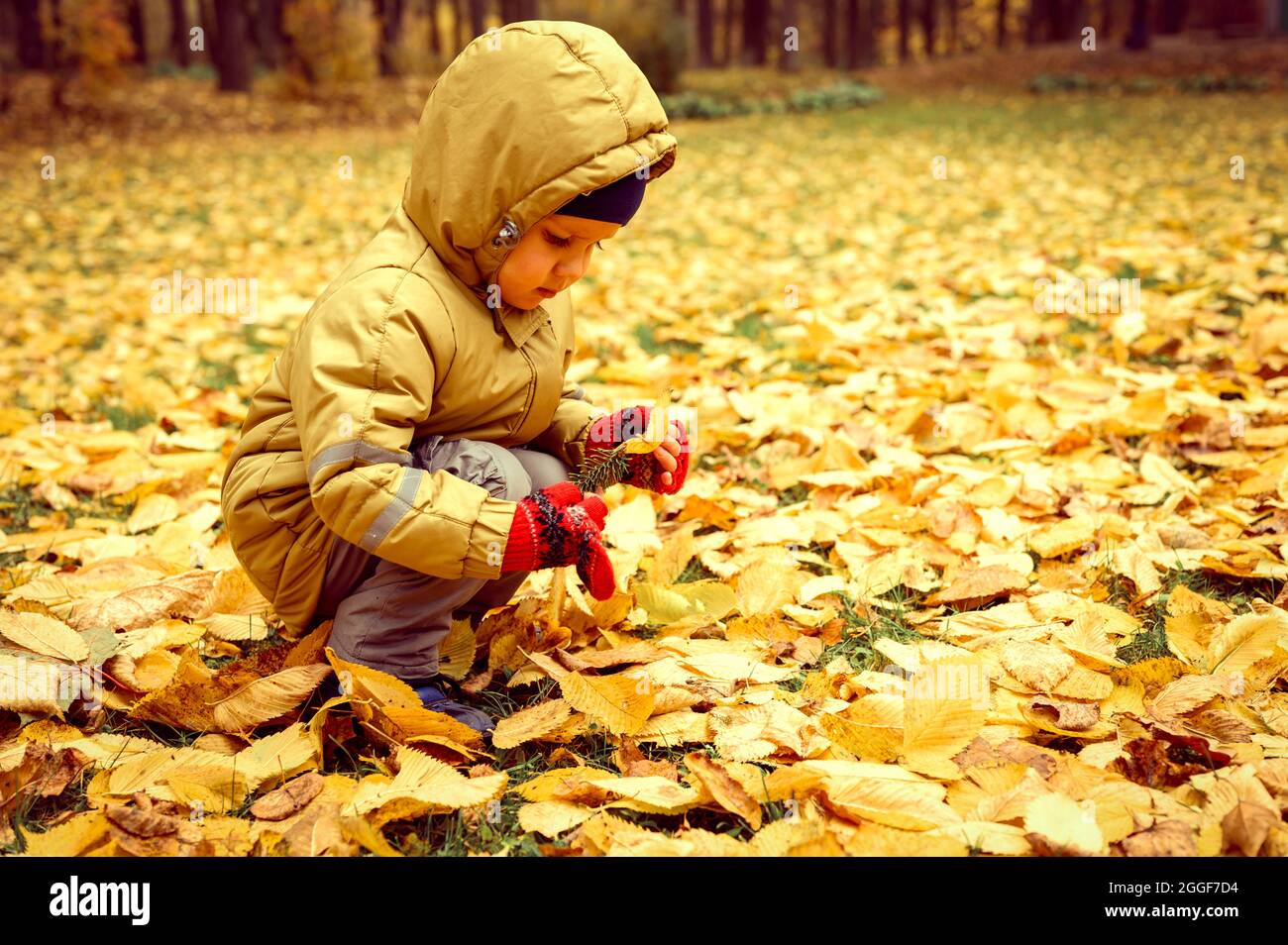 a little four year old kid boy plays with the fallen orange leaves of ...