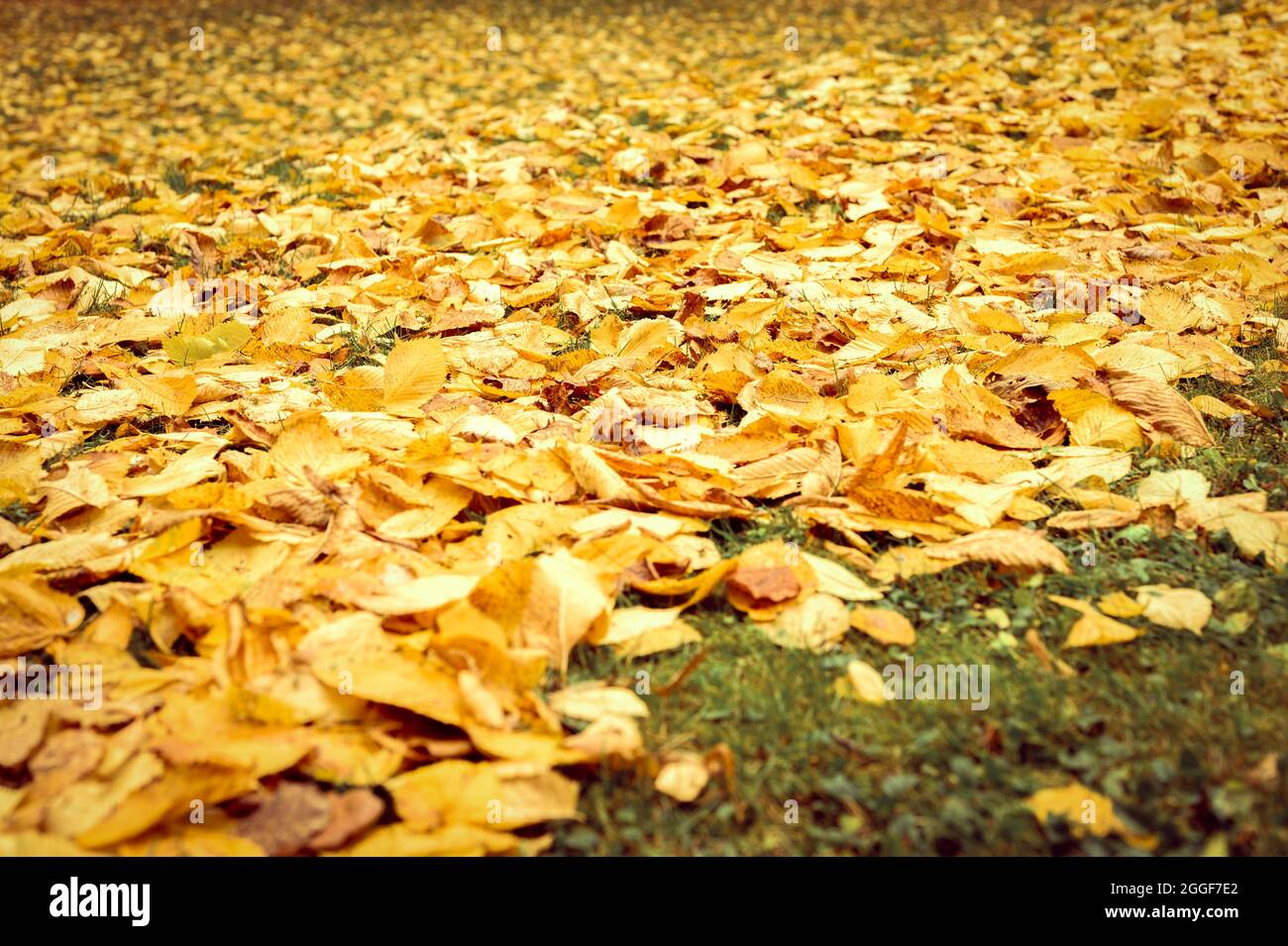 autumn fallen leaves of a elm tree on the ground on the green grass ...