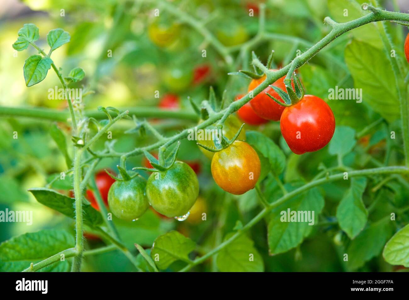Bright red cherry tomatoes, growing on a tomato vine in a home ...