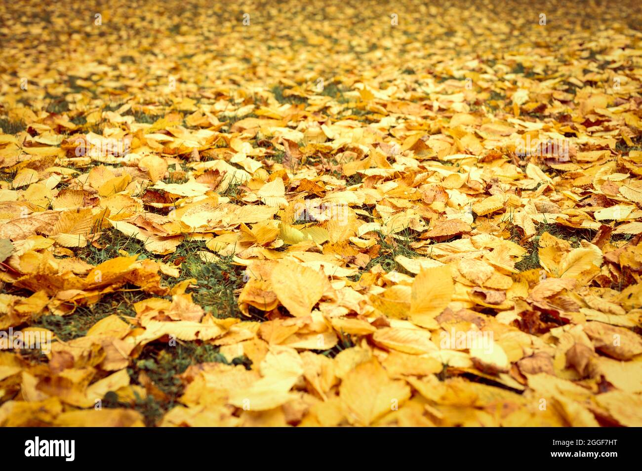 autumn fallen leaves of a elm tree on the ground on the green grass ...